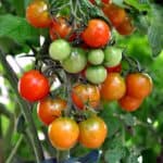 Best Easy Slimming World Salsa Recipe - Syn Free & Simple