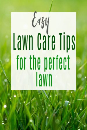 Easy Lawn Care - 5 BEST Tips for a beautiful lawn with ease
