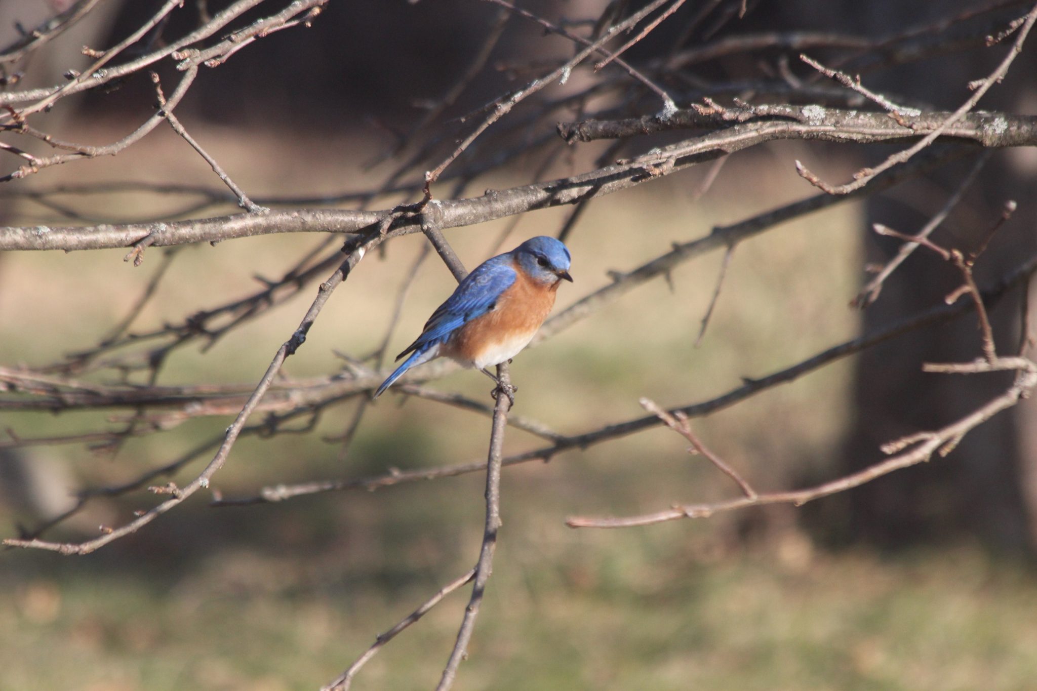 How to Attract Bluebirds to Your Yard - Top Bluebird Tips