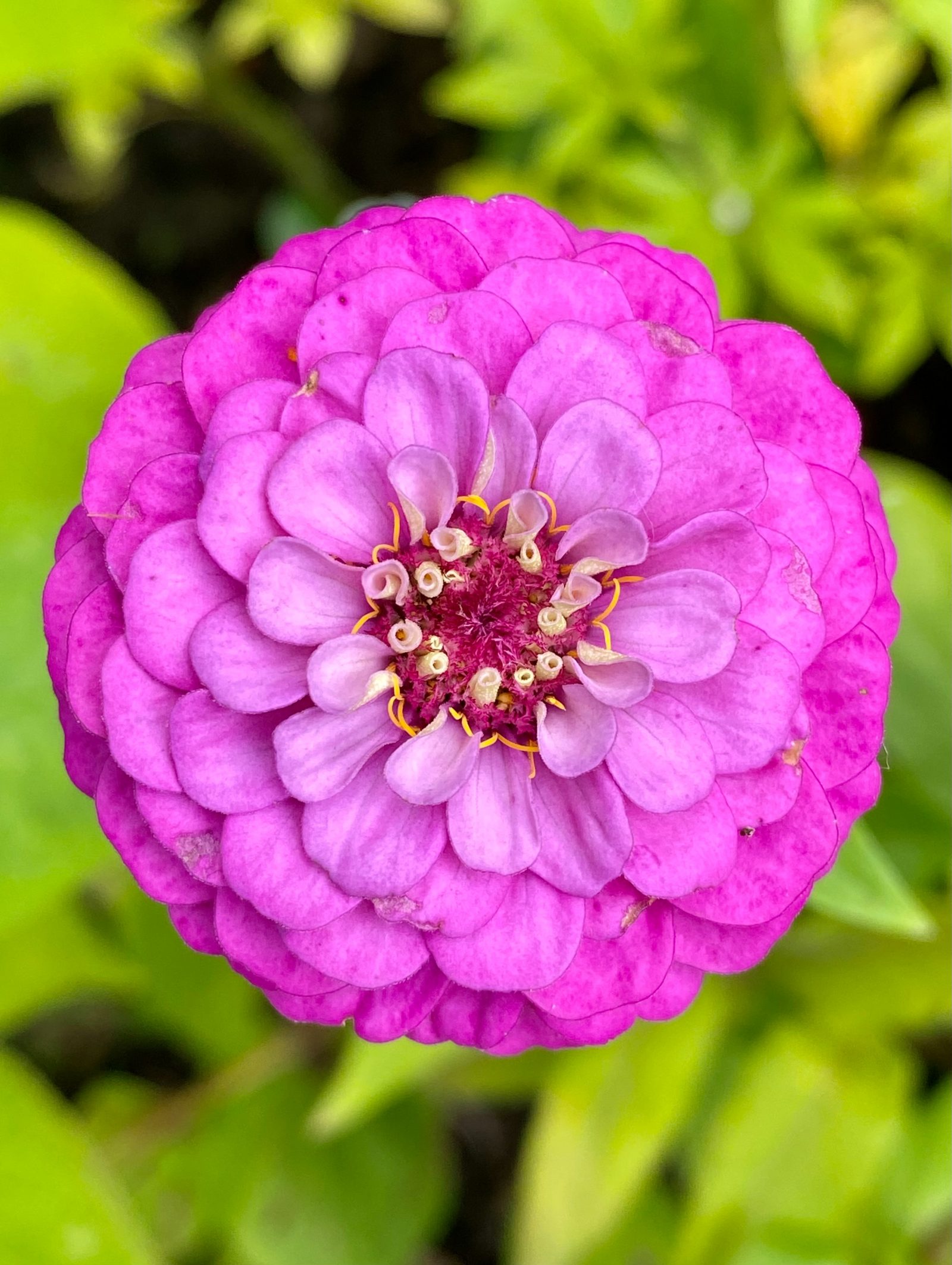 The Key to a Blooming Flower Bed