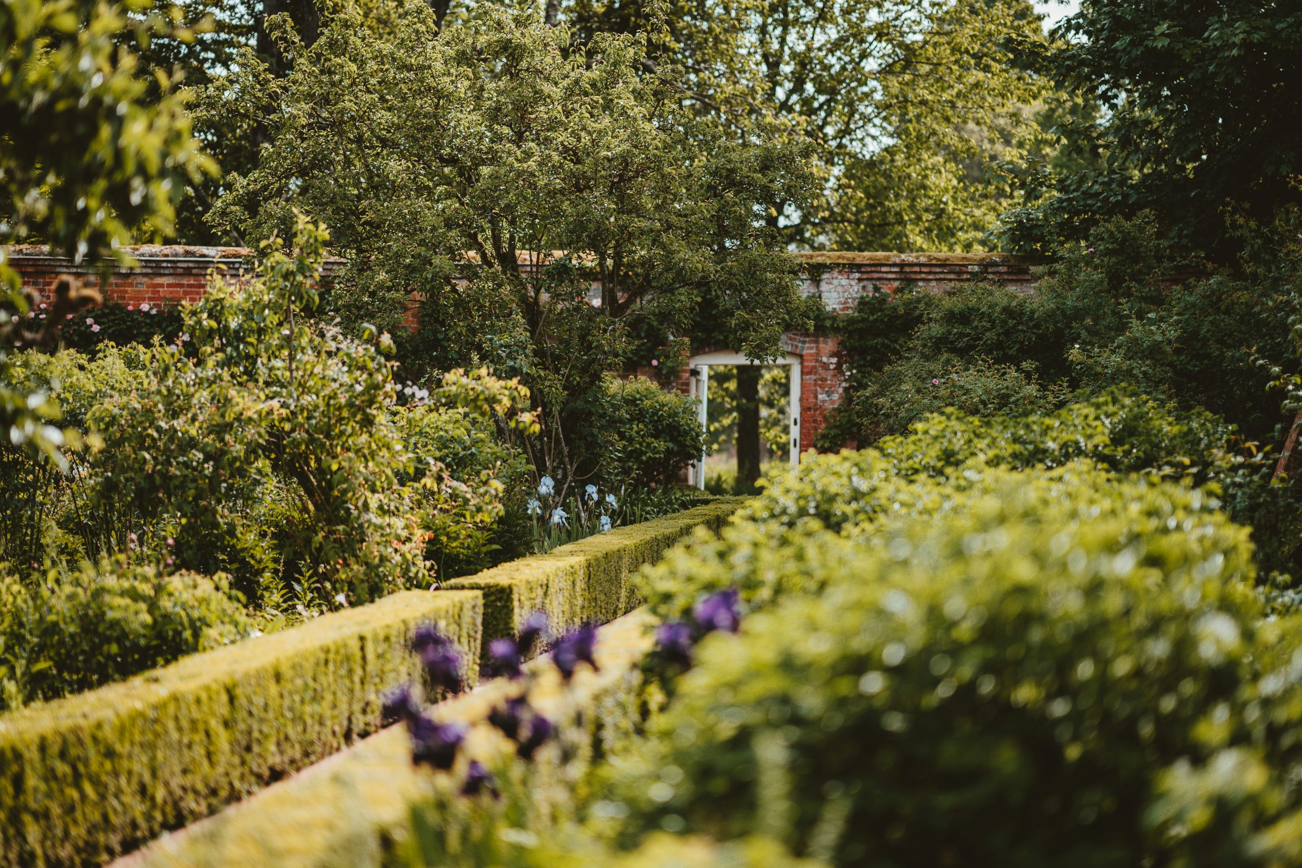 Creating Natural Privacy Screens: Using Plants to Safeguard Your Garden