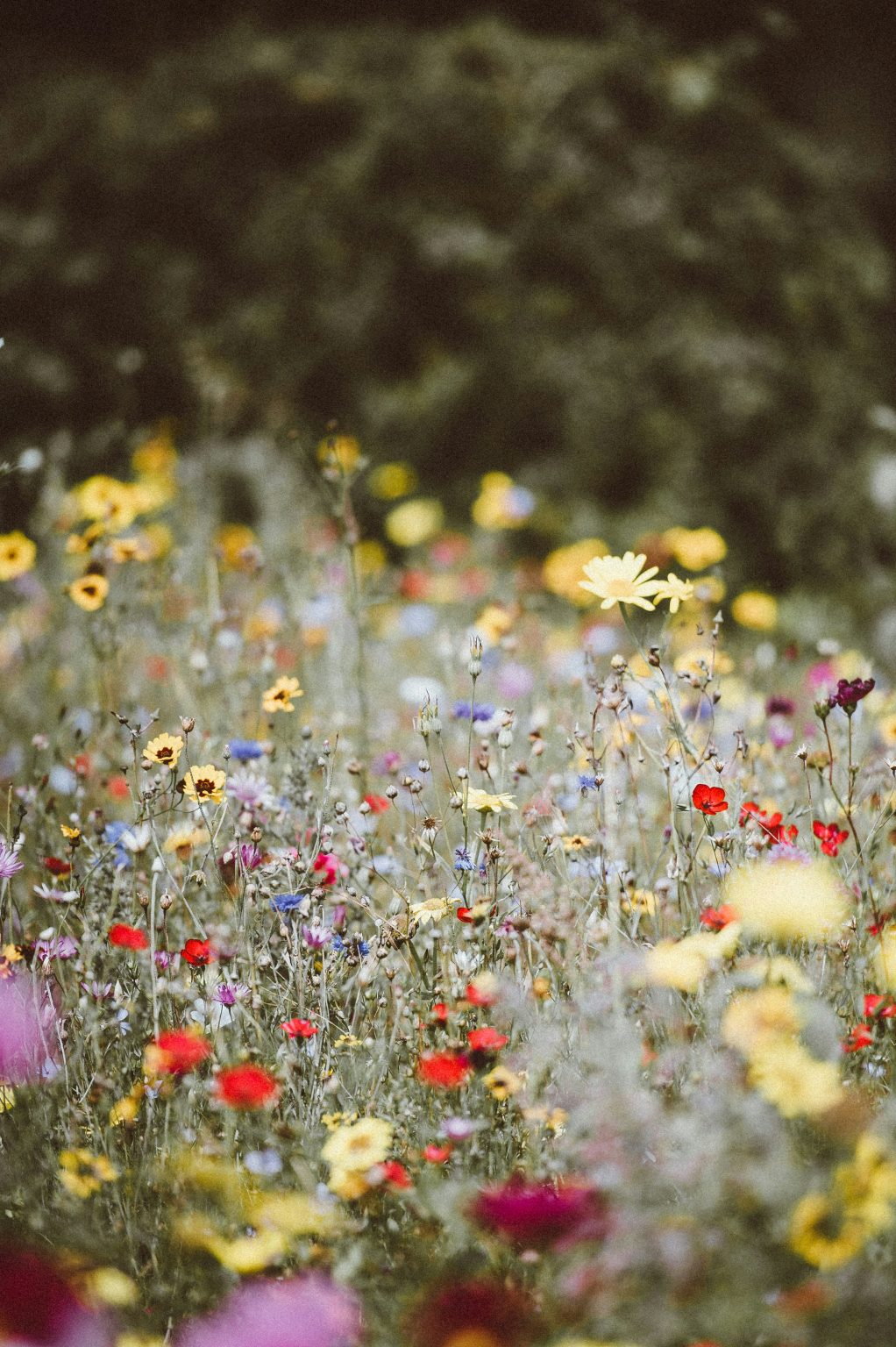 What is Chaos Gardening? (and how to use it in your garden)