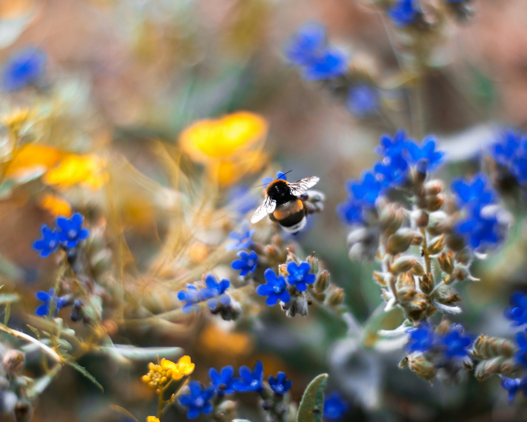 What is Chaos Gardening? (and how to use it in your garden)