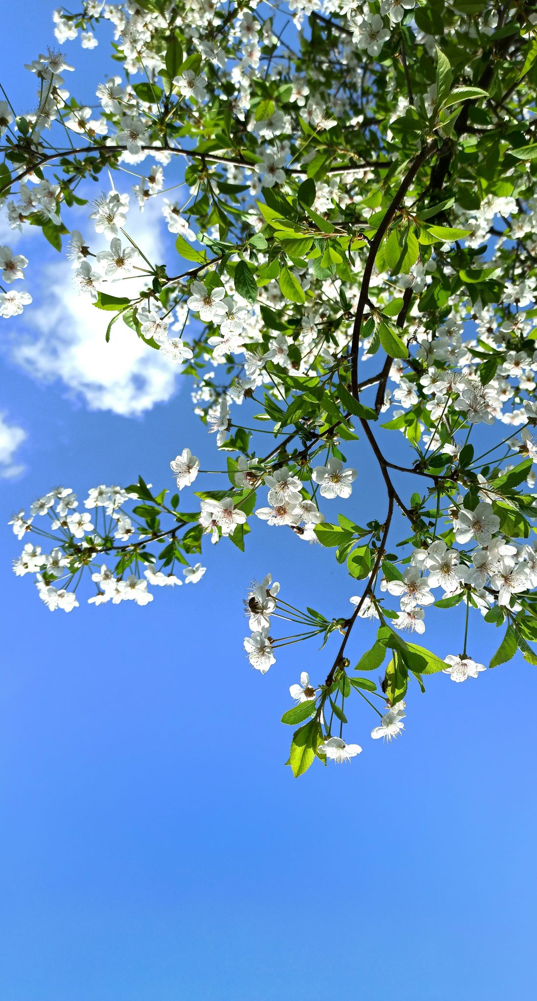 100 Gorgeous Spring Quotes & Captions for Instagram