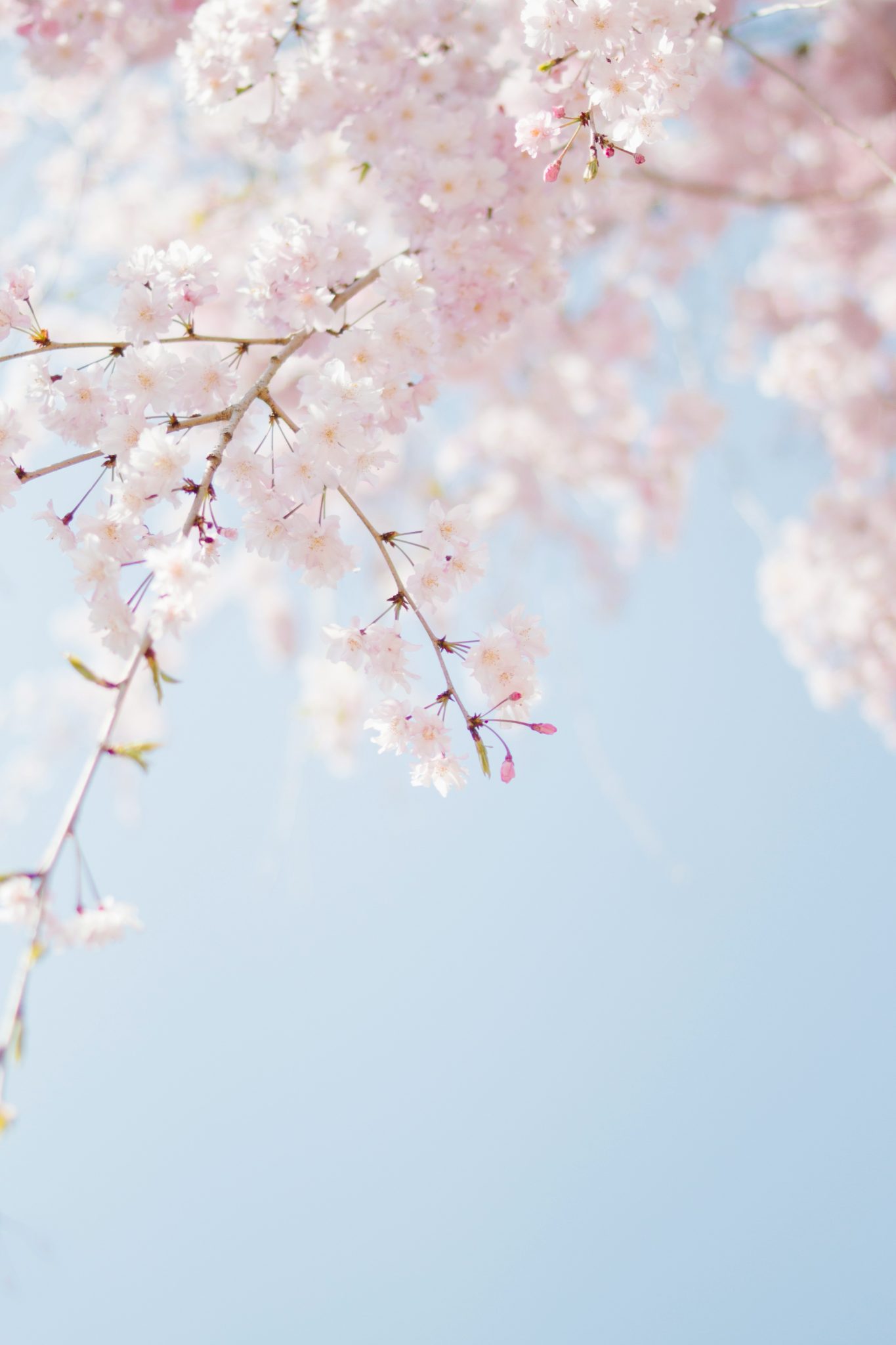 100 Gorgeous Spring Quotes & Captions for Instagram